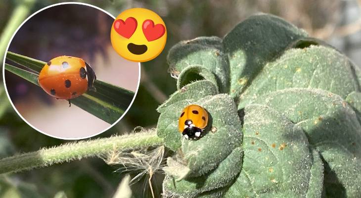 Tiny beauty! Spotlight on the Maltese Seven-spot Ladybird
