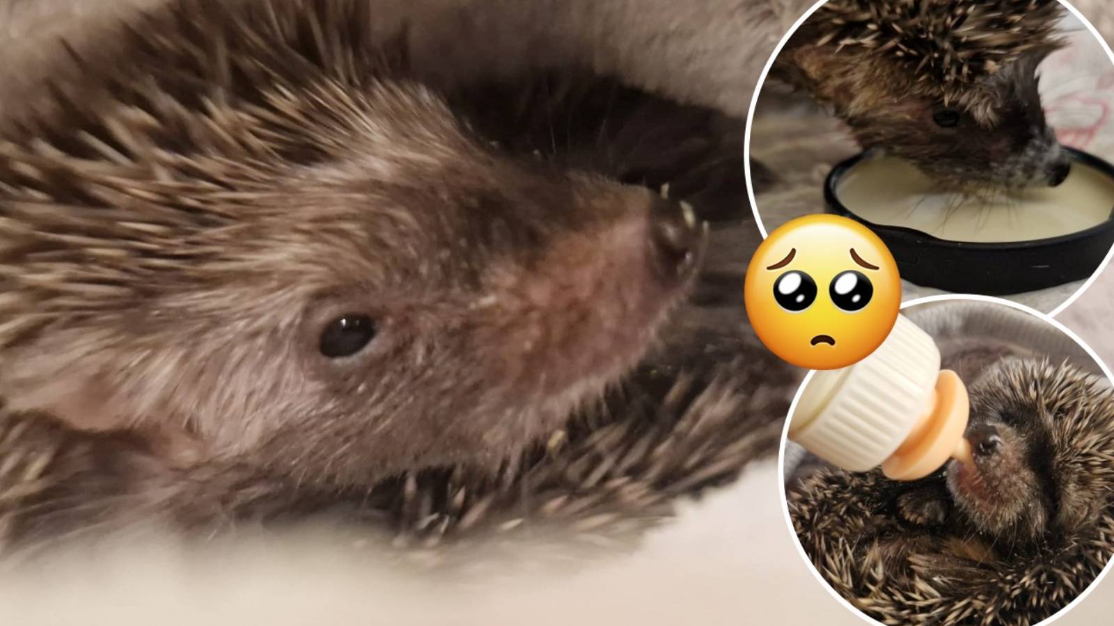 A tiny survivor! Xrobb L-Għaġin Nature Park & Wildlife Rehab Centre ...