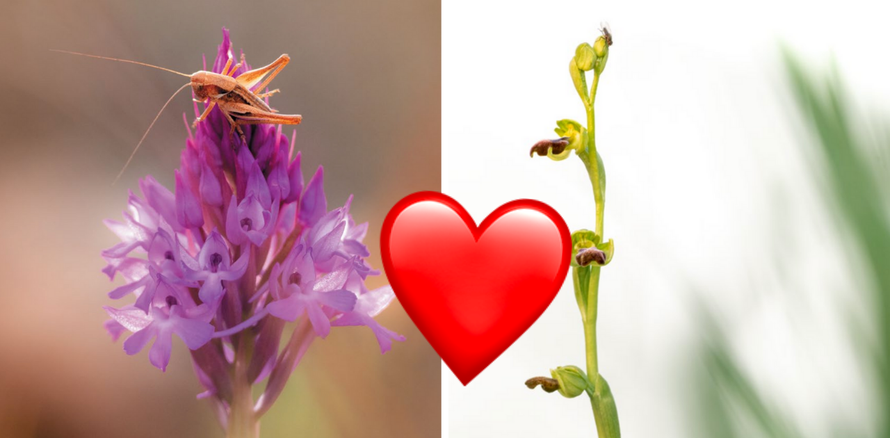 Clever! Here’s how some of Malta’s orchids trick insects into ...