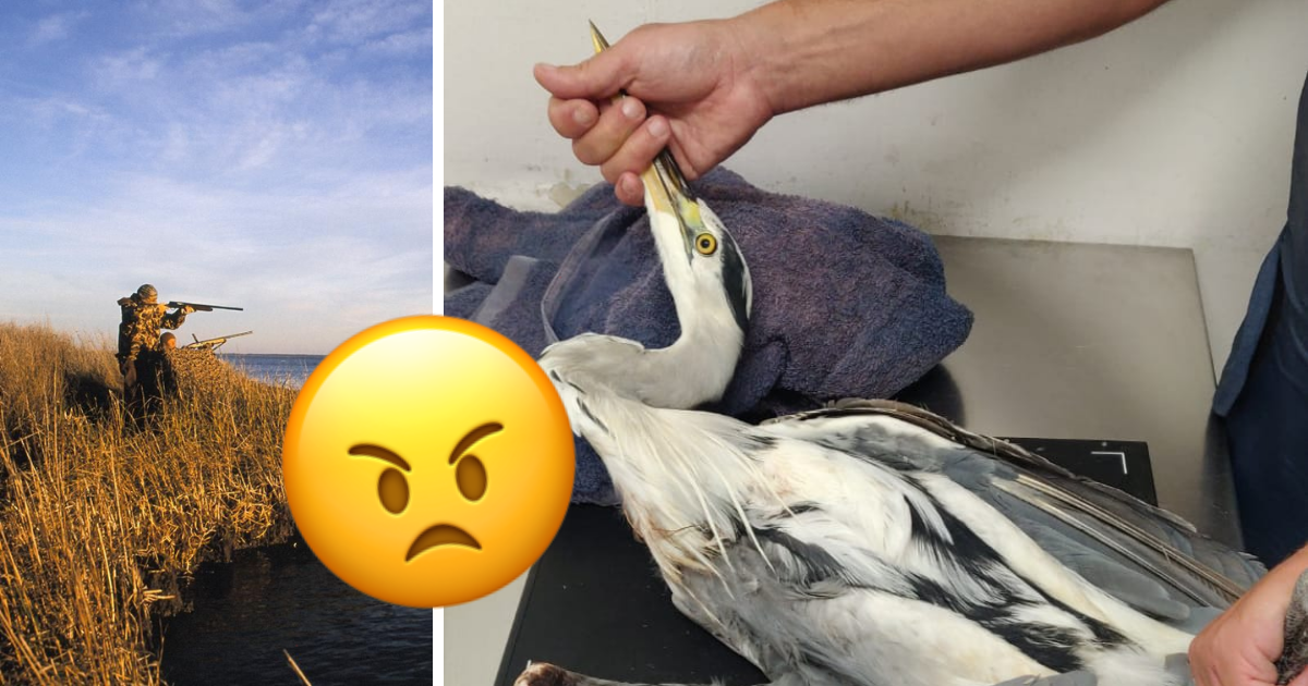 How sad! Grey Heron becomes autumn hunting season’s first illegal casualty