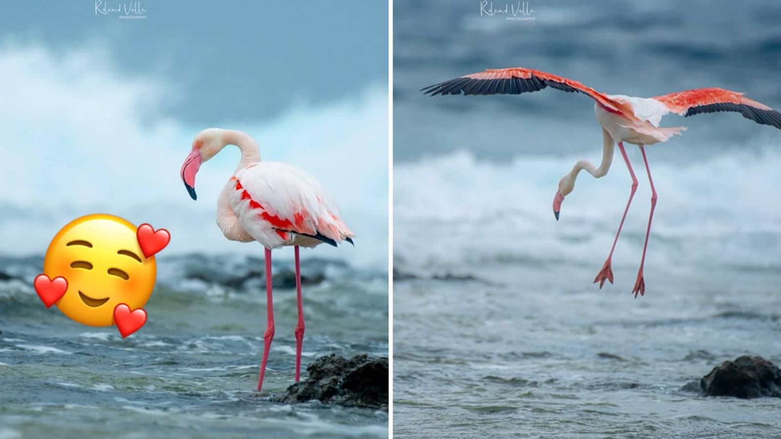 Breathtaking! Check out these beautiful photos of a flamingo during an ...
