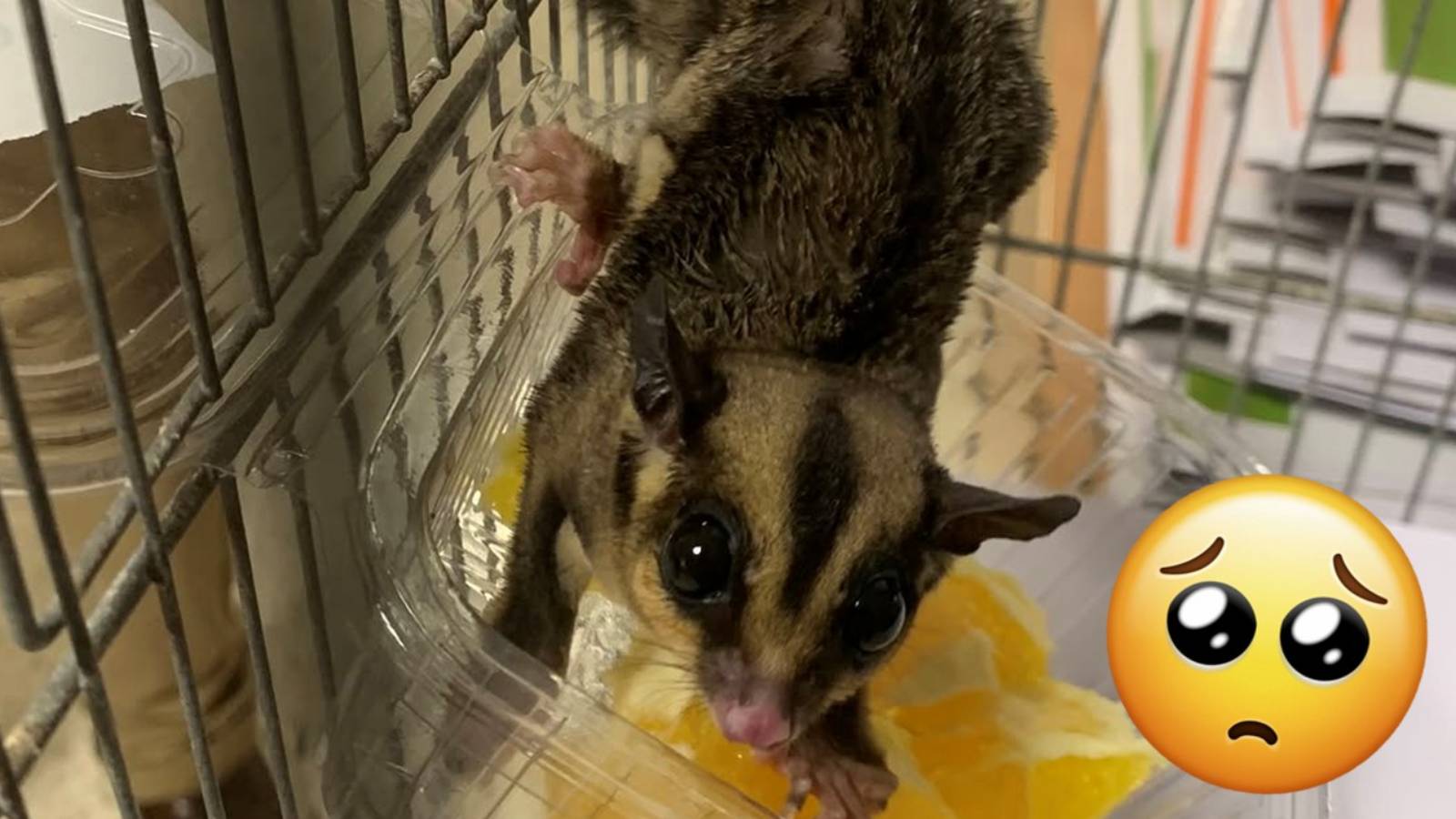 Cutest alien ever! Rare Sugar glider rescued from in the wild in Malta