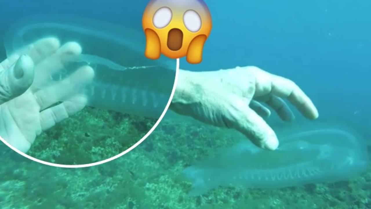 Maltese diver’s ghostly encounter with spooky “sea creature” features ...