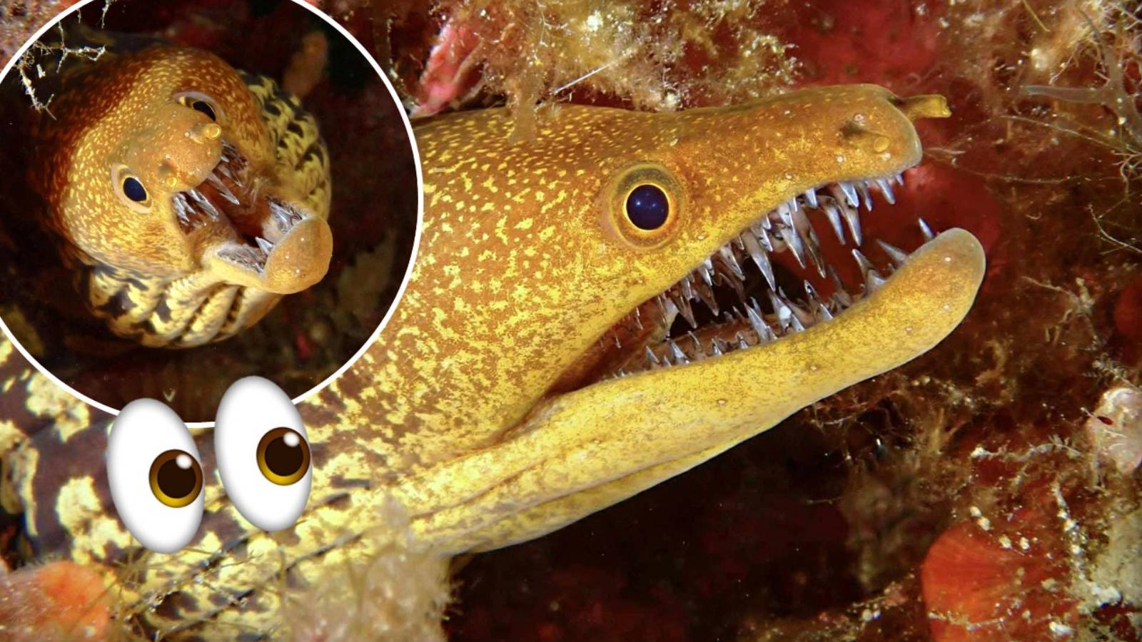 Take a look at those fangs! Maltese marine biologist shares incredible ...