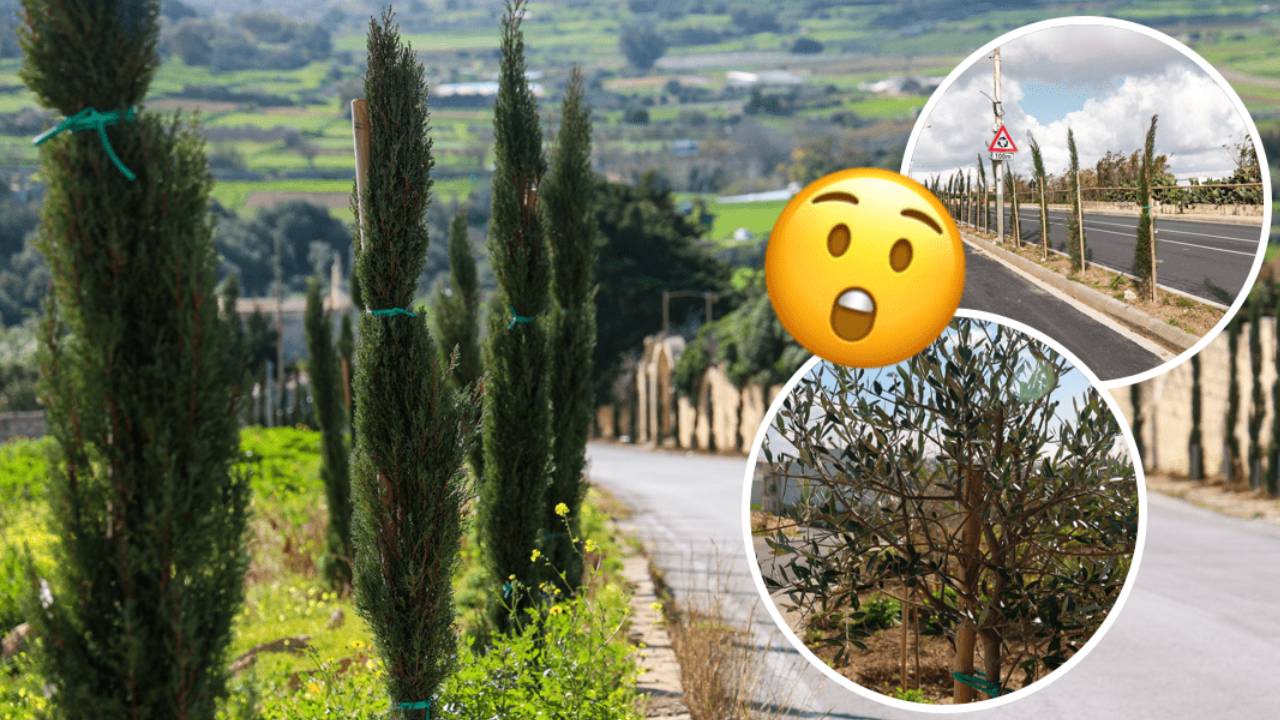 Infrastructure Malta planted ‘over 22,000 trees’ across the Maltese ...