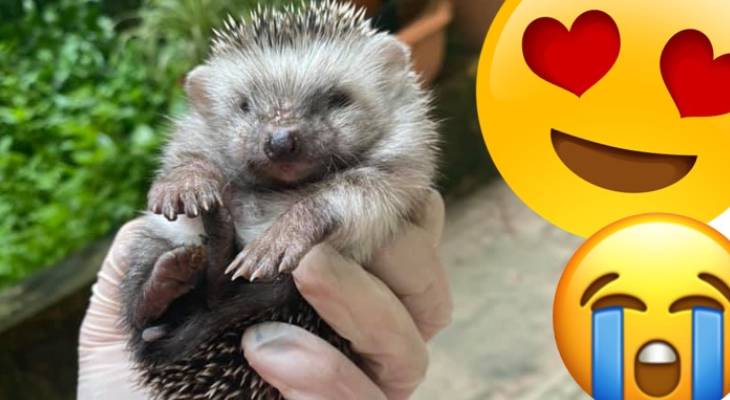 Local finds adorable hedgehog in the street & takes to social media for ...