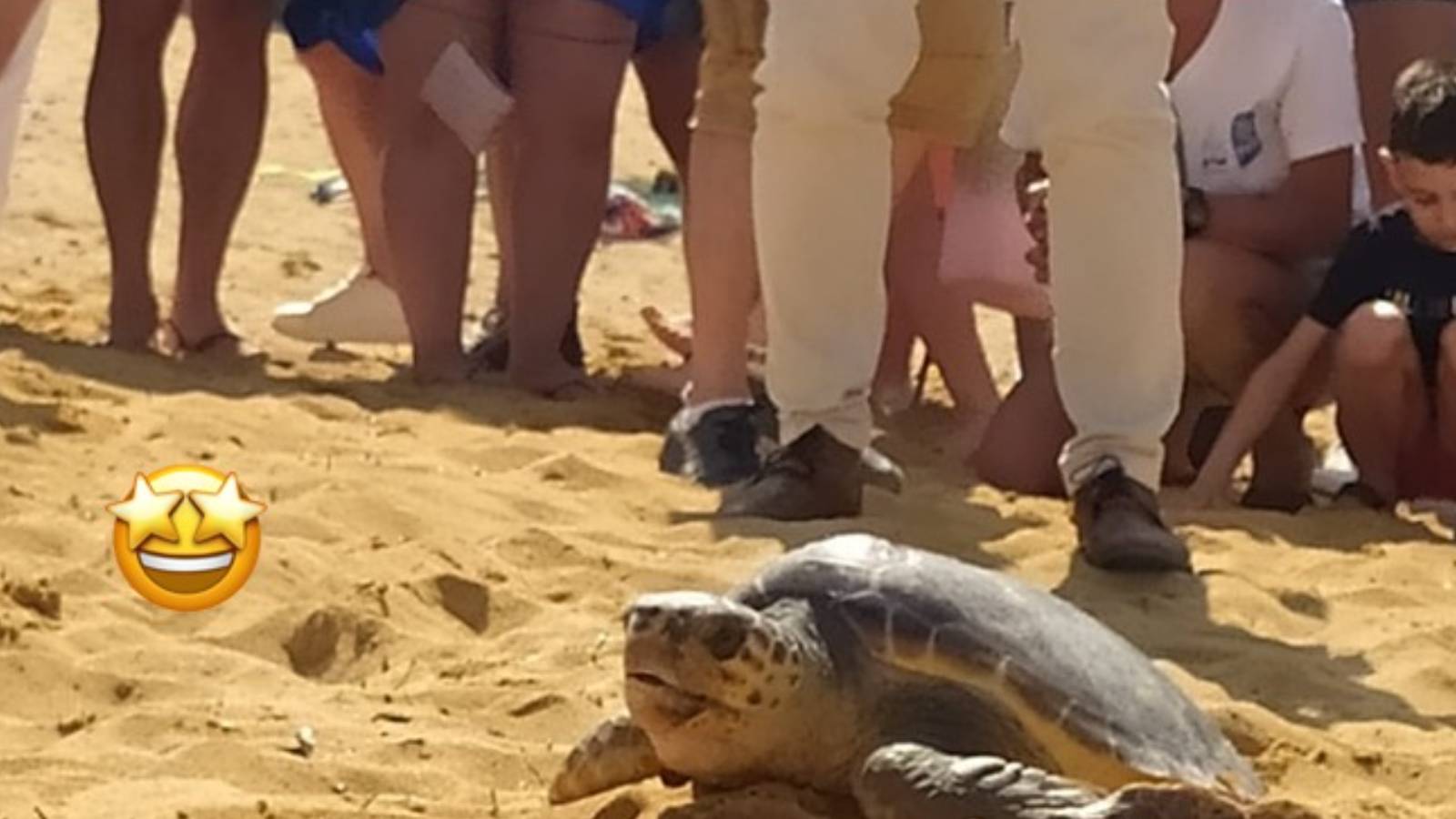 Watch her go! Cheetah, the rescued turtle in Malta, was released back ...