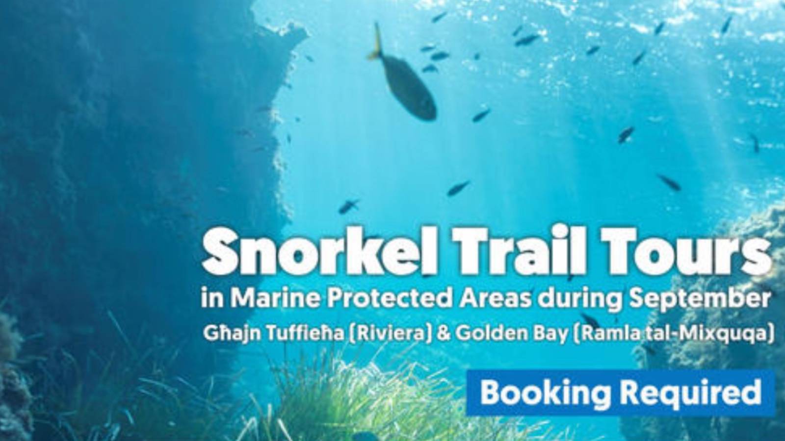 Under the sea! Explore marine wonders with guided snorkel tours at ...