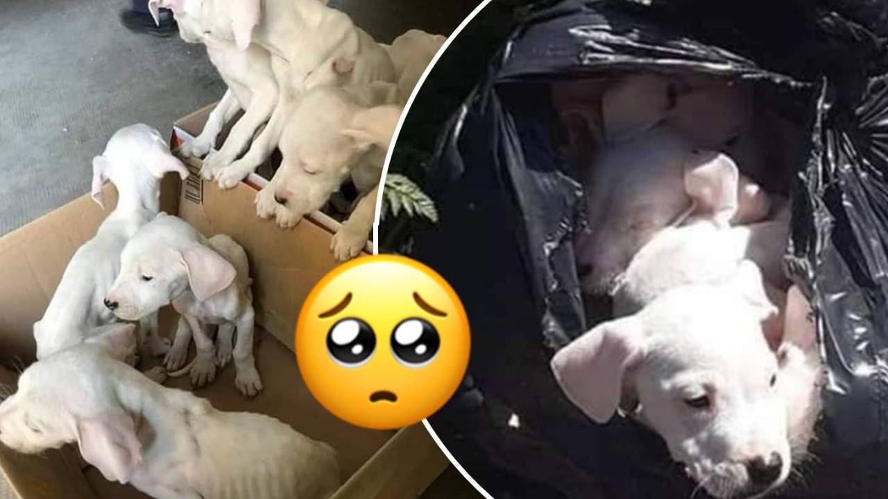 Poor babies! Heartbreaking photos show starved litter of puppies found ...