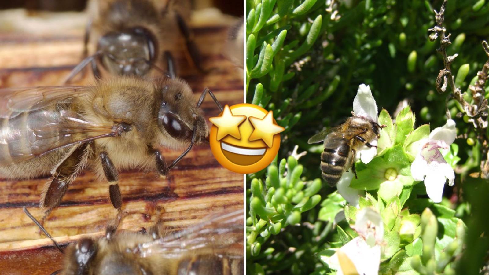 Bzzz...it’s official! One year since the Maltese Honeybee was declared ...
