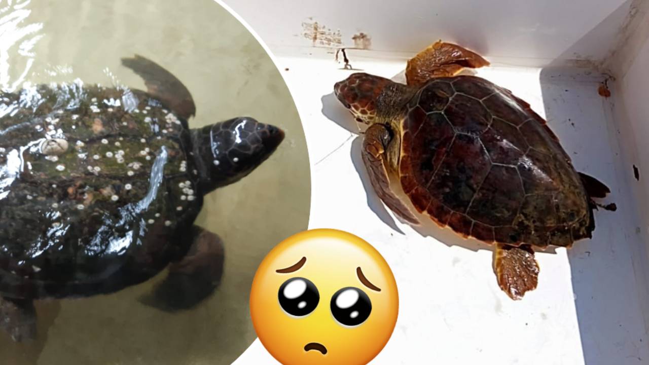 Record number of loggerhead turtles rescued from the sea around the ...