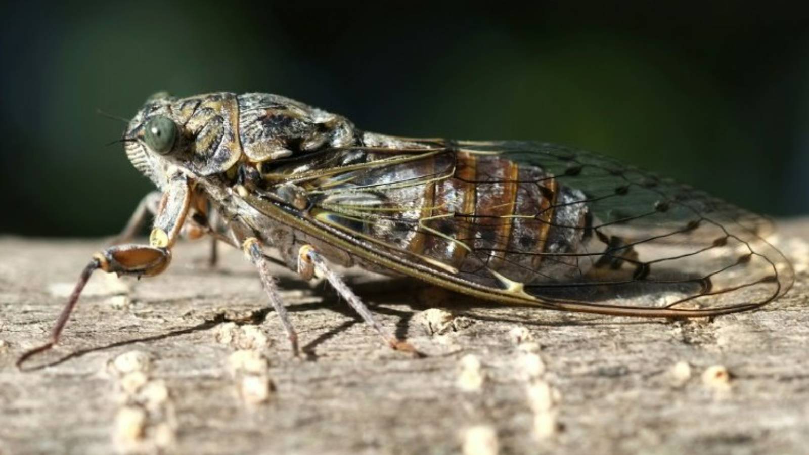 Ever wondered what's behind that peculiar high-pitched sound made by ...