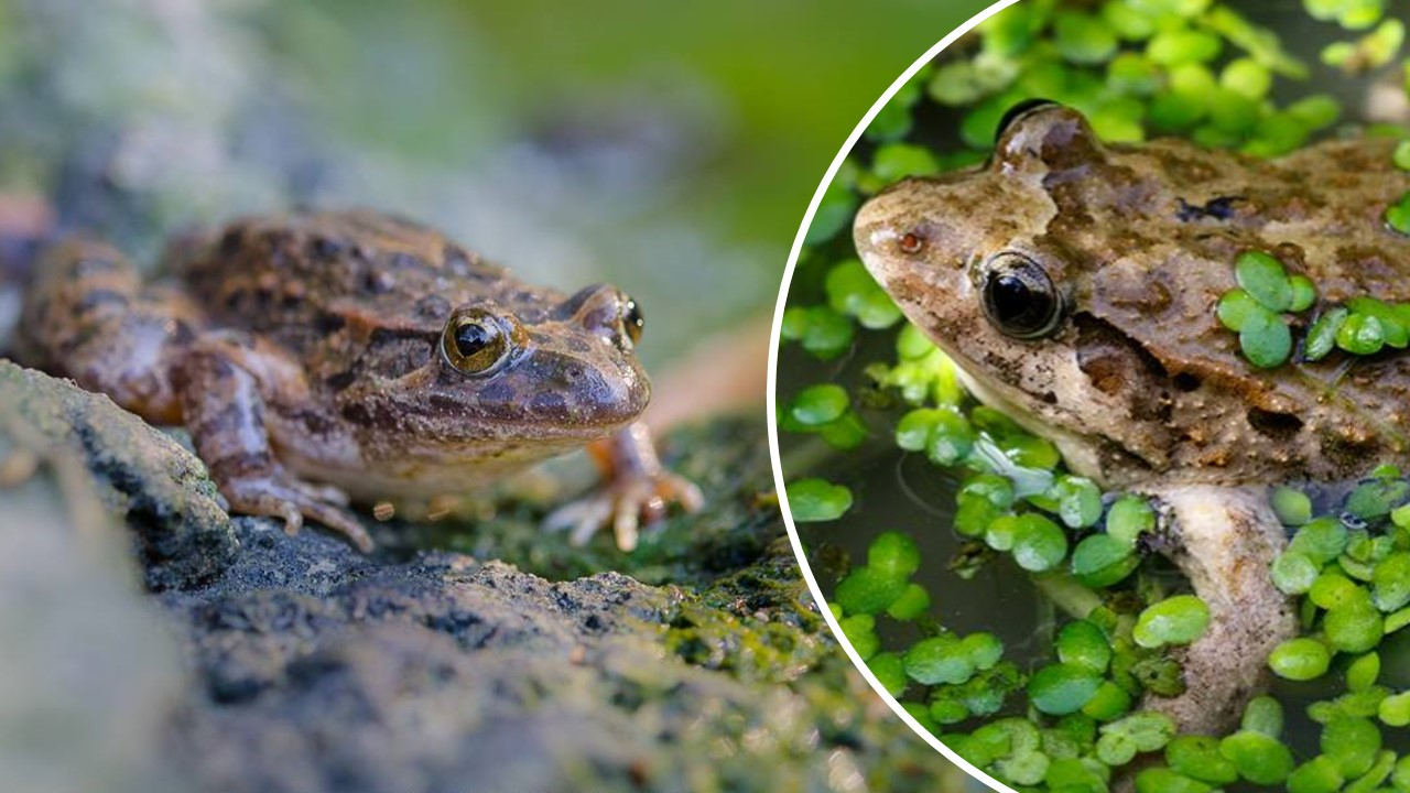 What a lucky guy! Malta’s only amphibian is set to have its home revamped