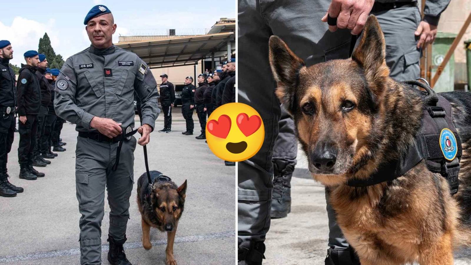 Farewell, Zarto! Beloved Malta Correctional Services dog retires after ...