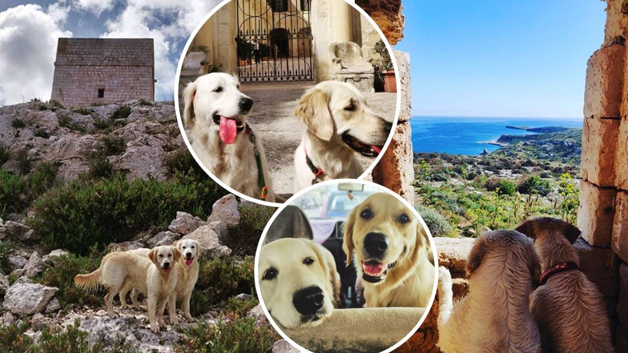 Meet Bailey & Whiskey: the adventurous doggos that love exploring the ...