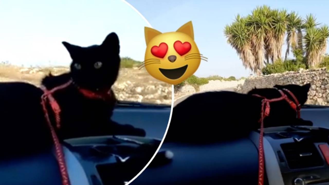 WATCH: LouLou the cat takes joyride on the dashboard of owner’s car