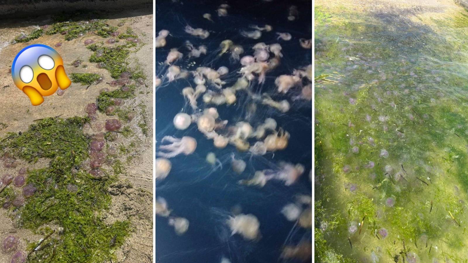 Jellies alert! Various sightings of mauve stingers spotted in Maltese ...