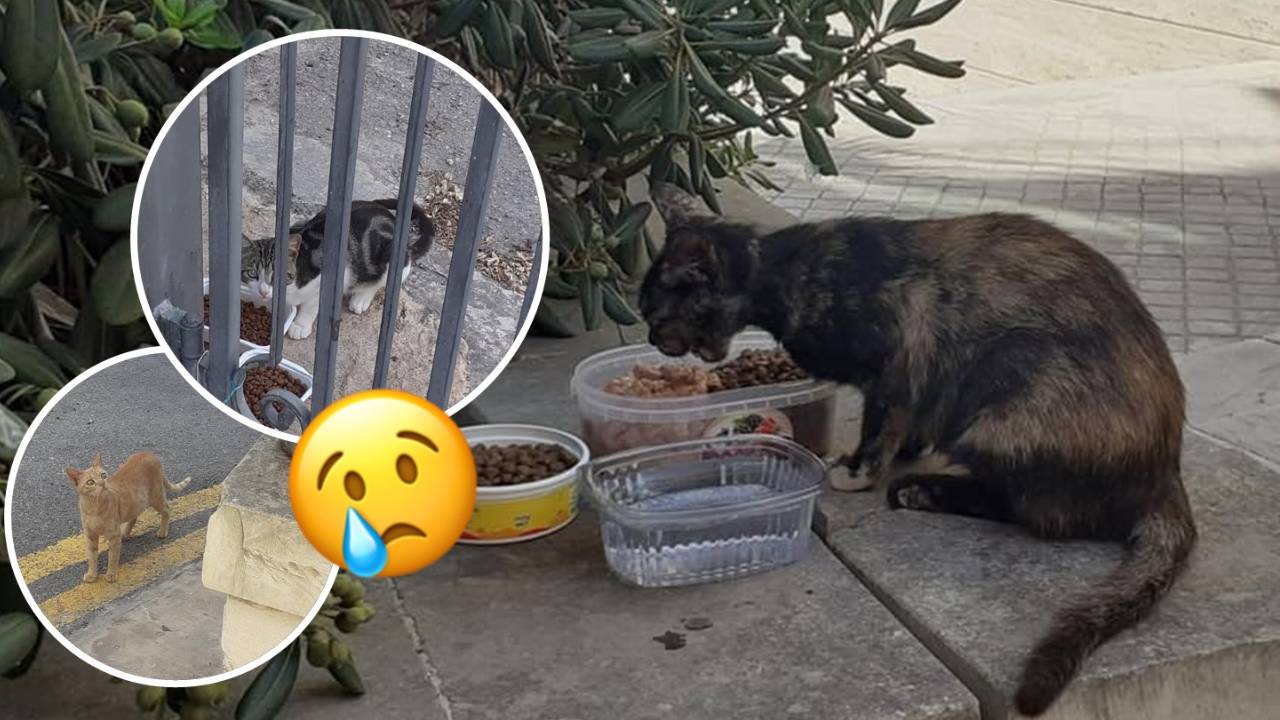 Local animal org asks for help: "We're feeding over 100 cats across ...