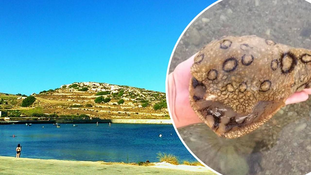 OMG! Have you seen anything like this weird creature found at Mistra Bay?