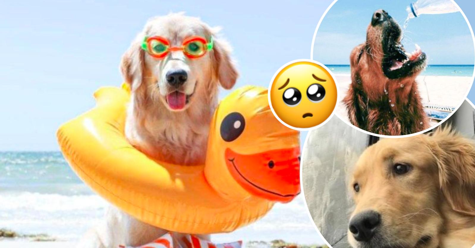 Hot dog! Here’s how you can keep your dog cool this summer in Malta