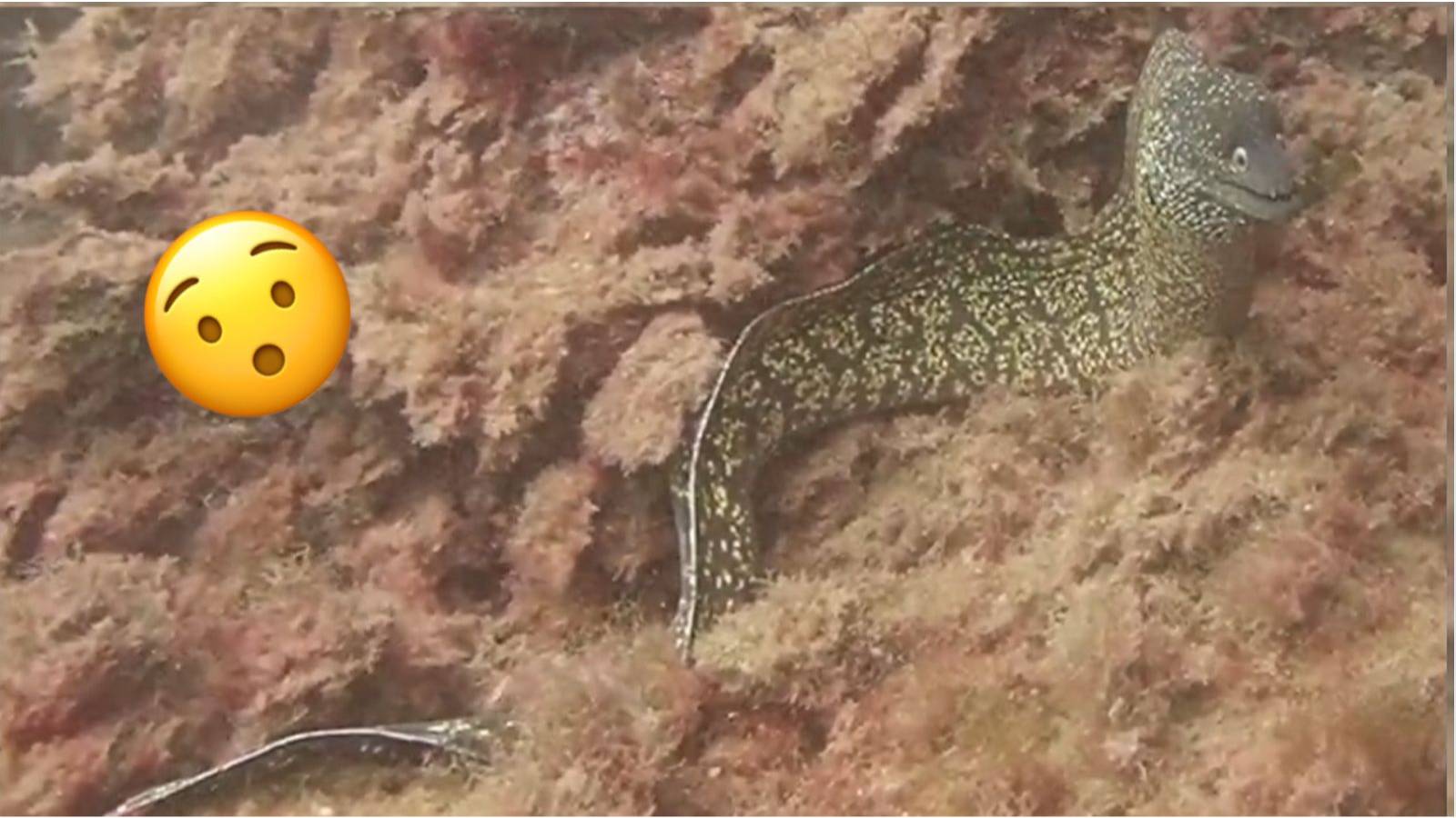 The Mediterranean Moray: Malta’s mysterious master of the reefs