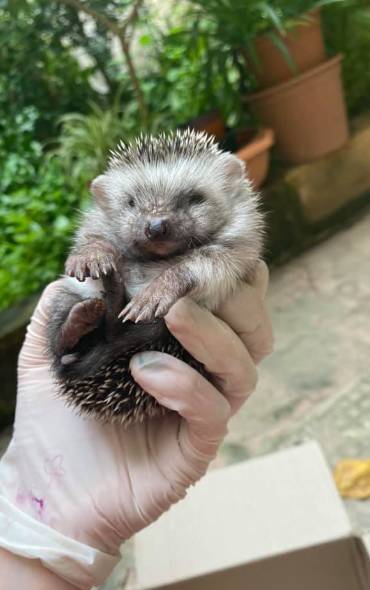 Local finds adorable hedgehog in the street & takes to social media for ...