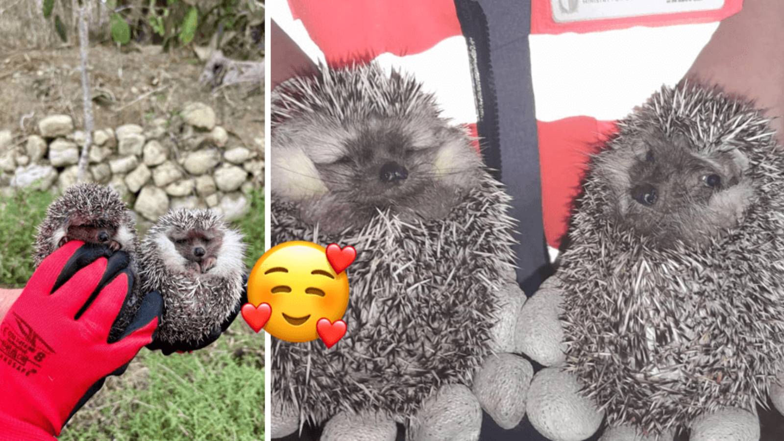 A new lease on life! Four hedgehogs released back into wild after being ...