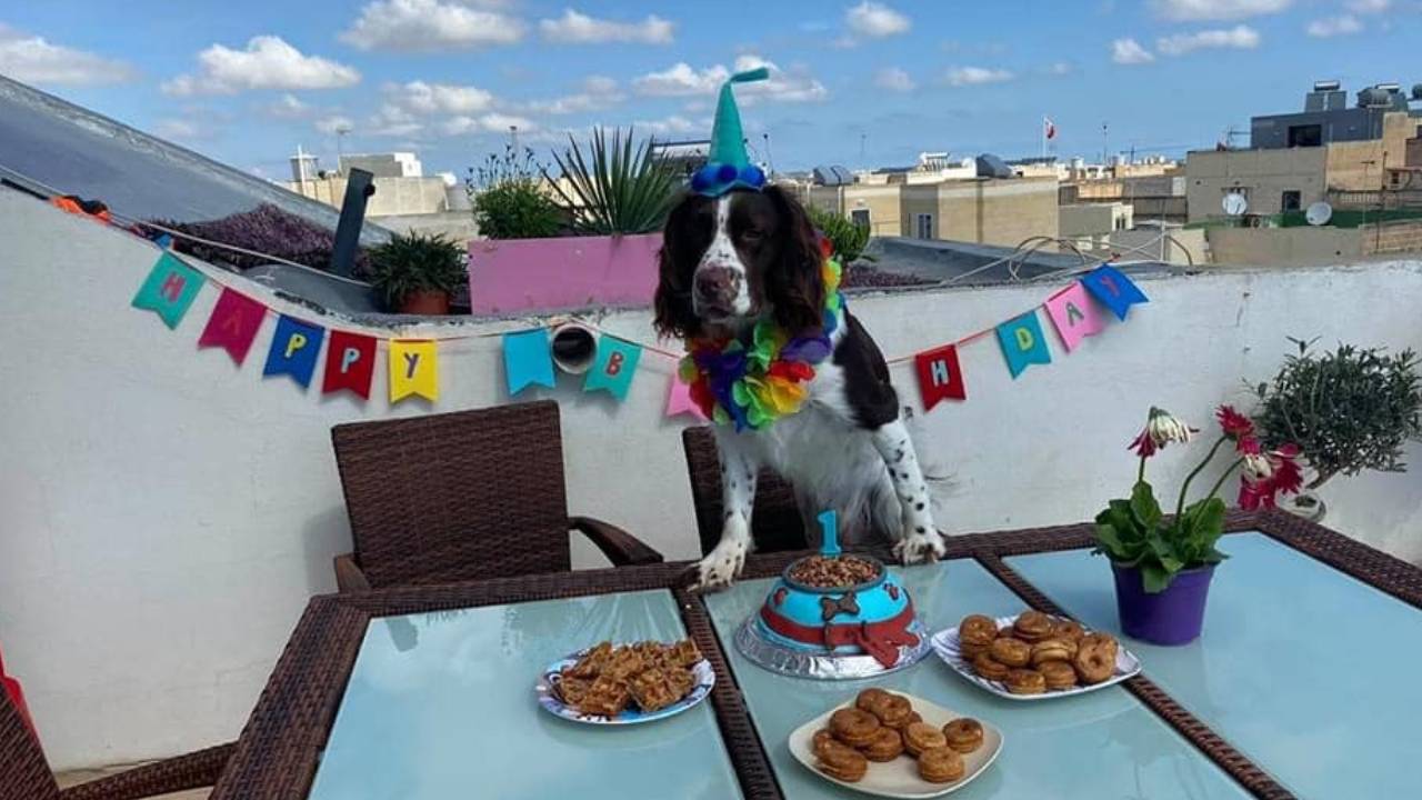 WATCH: A rooftop party was held in honour of this doggo's birthday & it ...