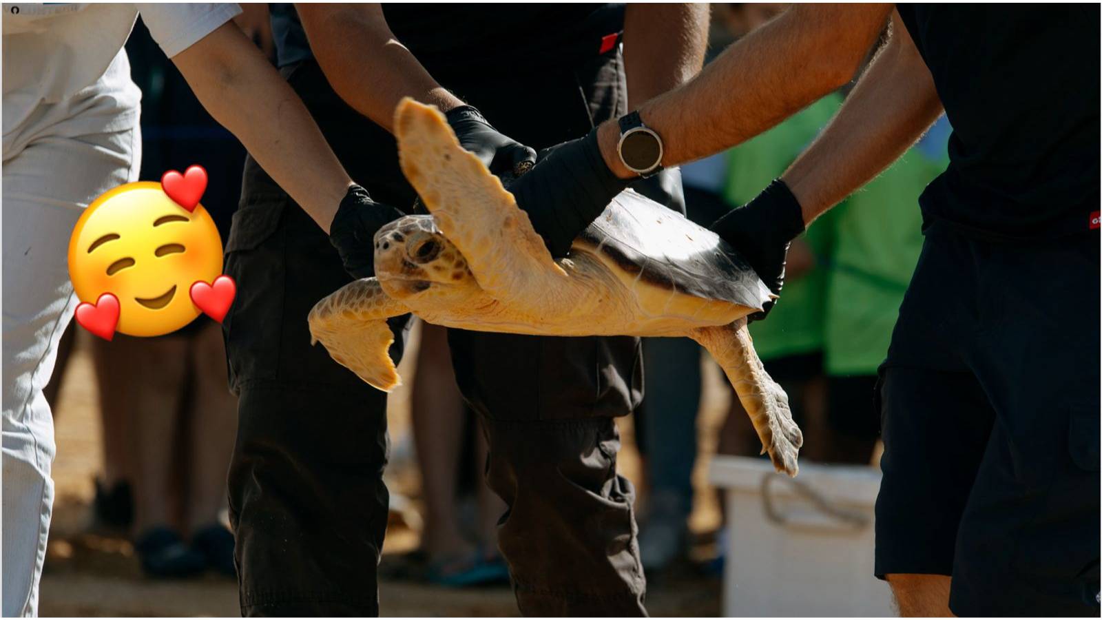 Swim free! Four sea turtles released back into the wild at Ġnejna Bay