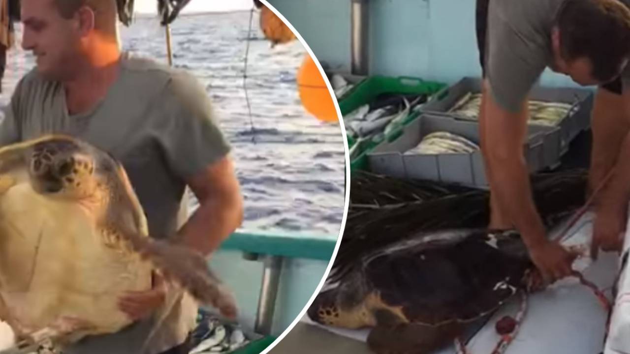 WATCH: These local fishermen rescuing a turtle have restored our faith ...