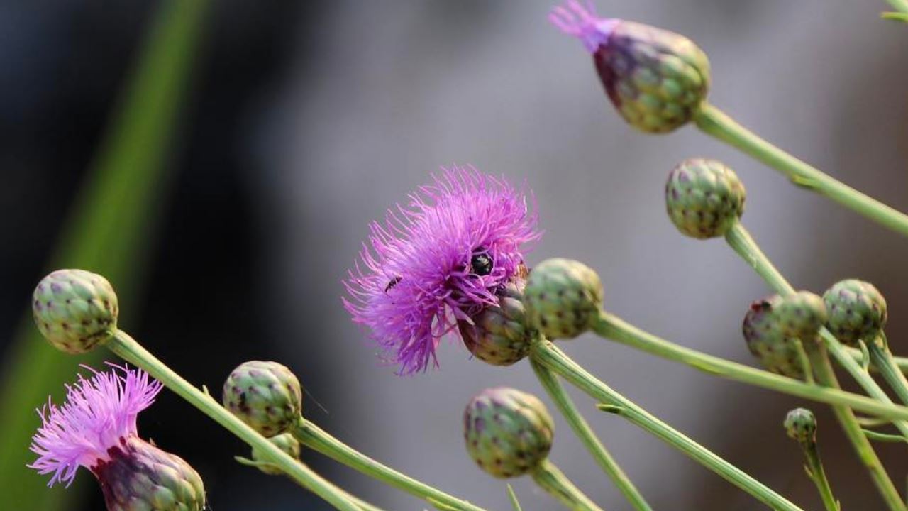 Much loved local flora: flowers and plants found in Malta, Gozo & Comino