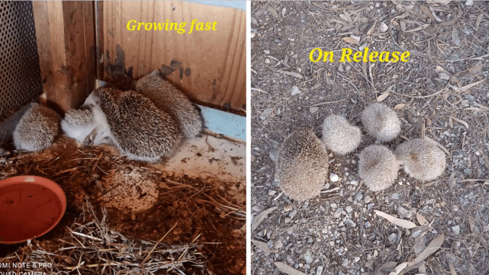 Back into the wild! A family of Maltese hedgehogs released back after ...