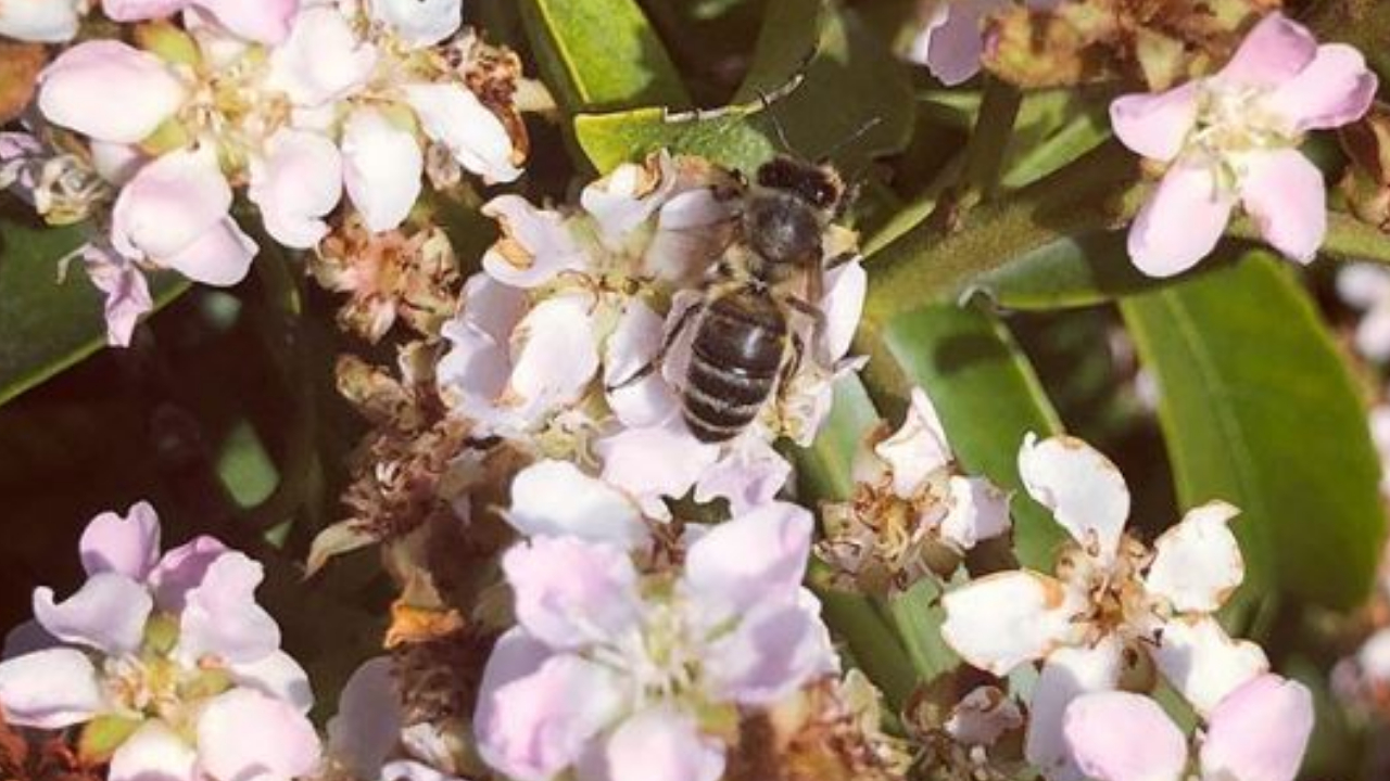 The sweet land of honey: meet the Maltese honey bee