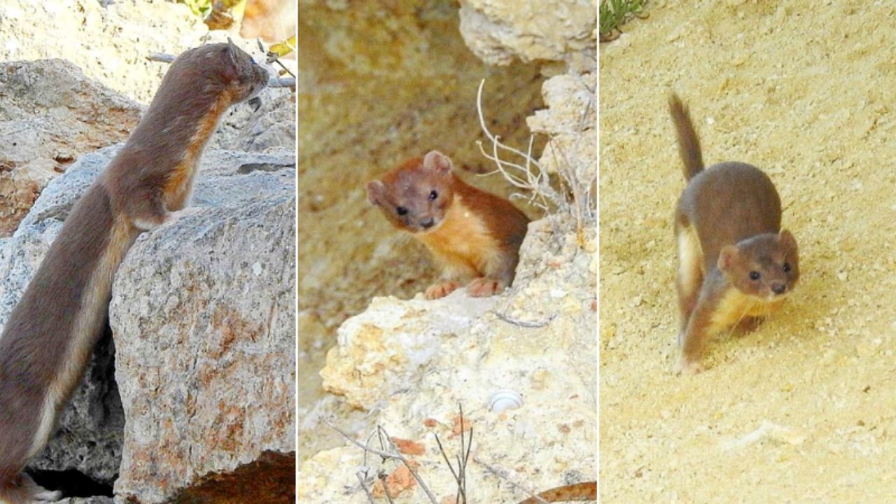 Adorable photos capture a rare sighting of the Maltese weasel ‘ballotra’
