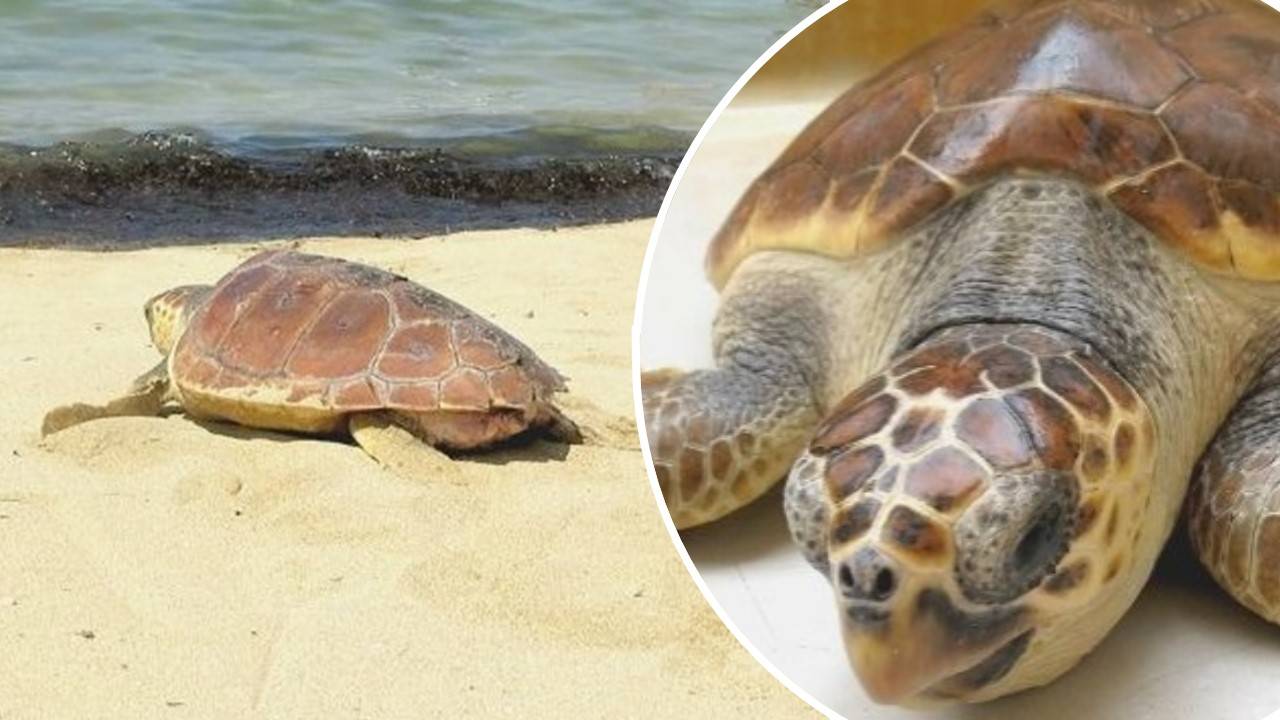 WATCH: So long! Claudia the loggerhead turtle released back into the ...