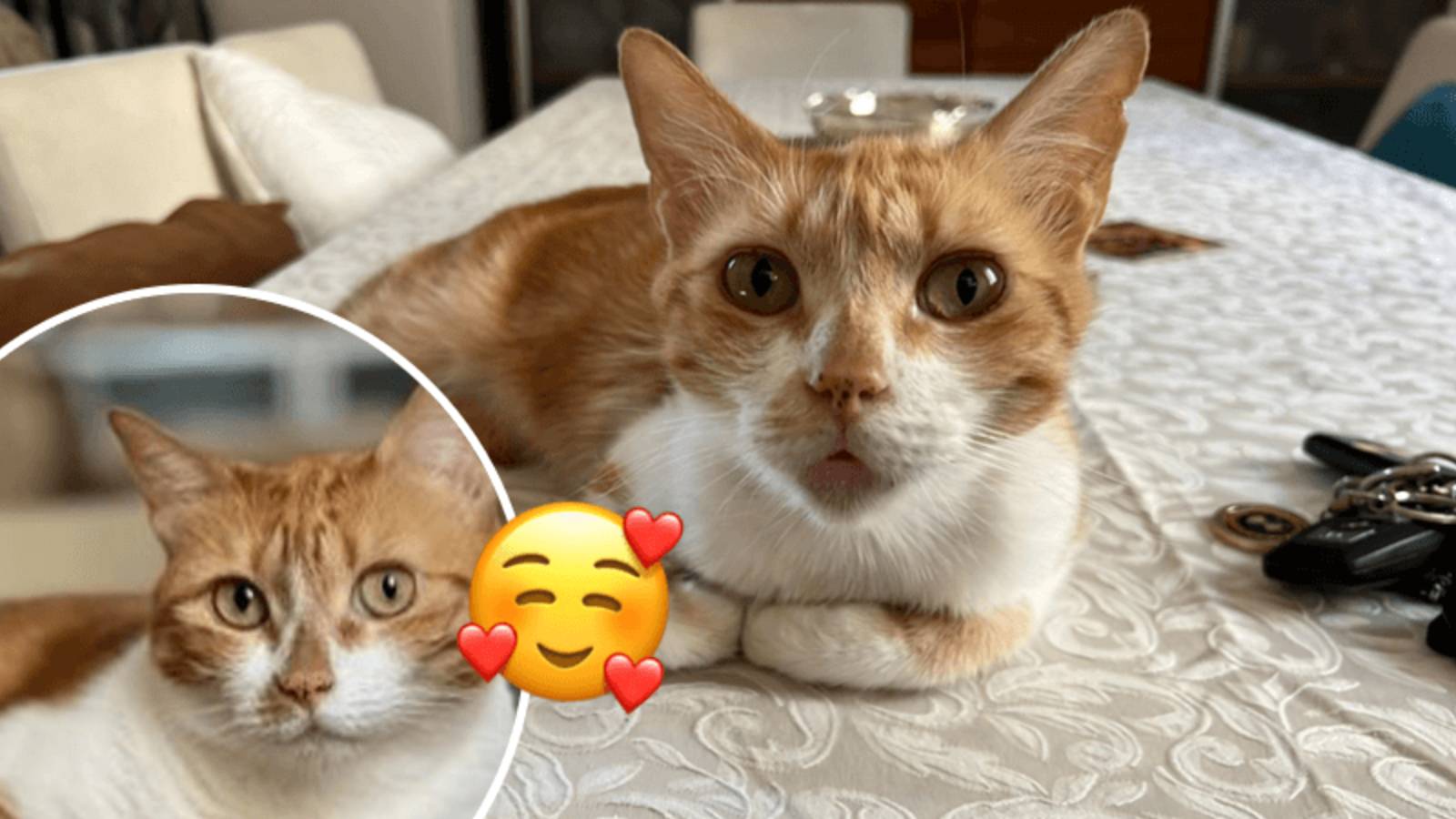 An unexpected return! Maltese ginger cat reunited with owners after six ...