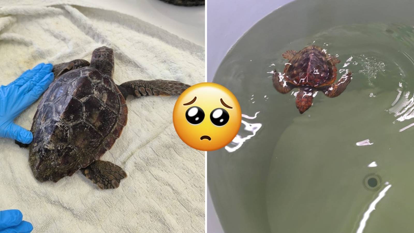 Third one this month! Turtle Manuela rescued by Nature Trust in Xlendi