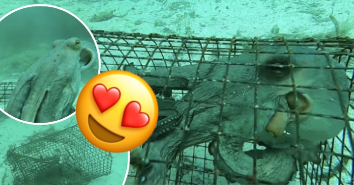 WATCH: Thank you Raniero! Local diver saves trapped octopus from deadly ...