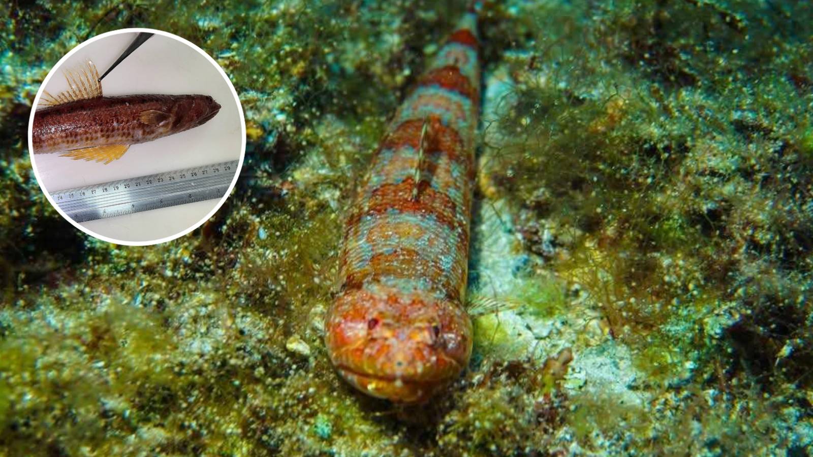 Rare new fish spotted in Maltese waters – meet the diamond lizardfish!