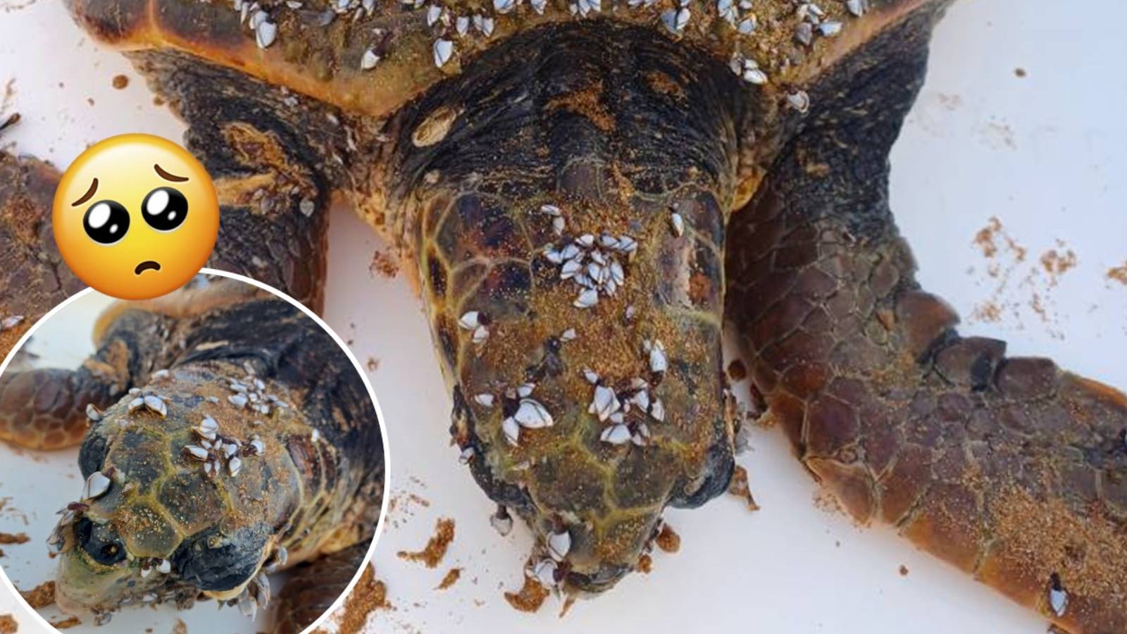 Heartbreaking surprise at Ramla Bay! Weak sea turtle Anna rescued and ...