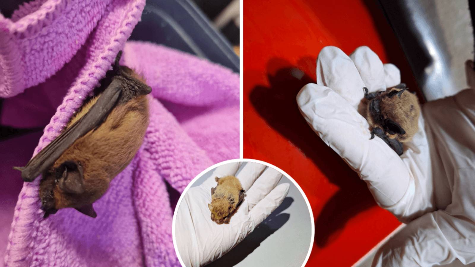 It's Bat Appreciation Day! Here are all the bat species you can find in ...