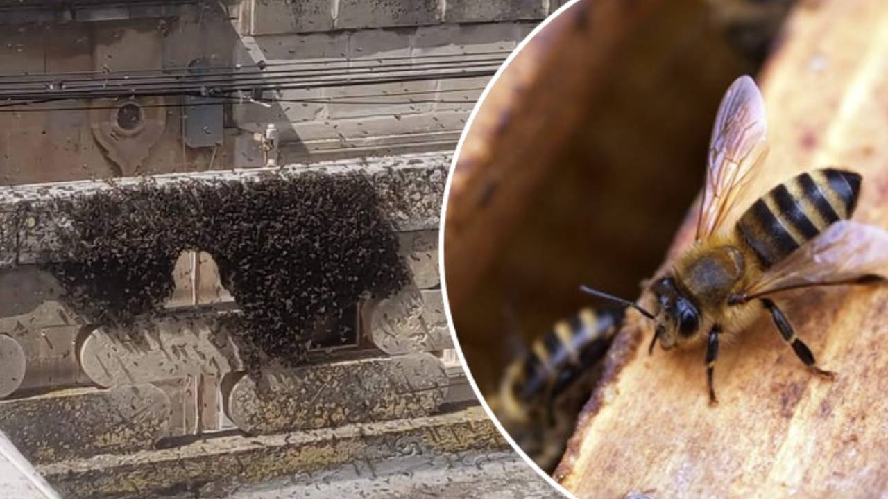 Save the bees! Local pest control expert appeals for relocation of ...