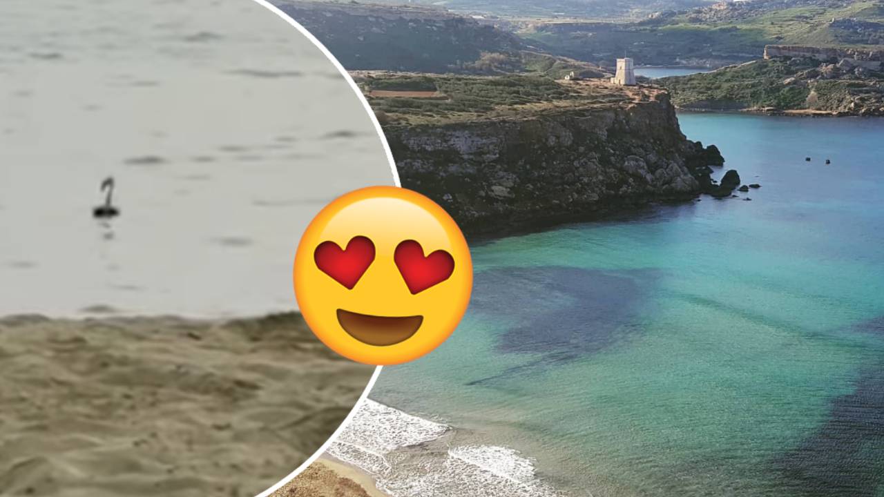 Well hello there! Flamingo spotted having a casual swim at popular ...