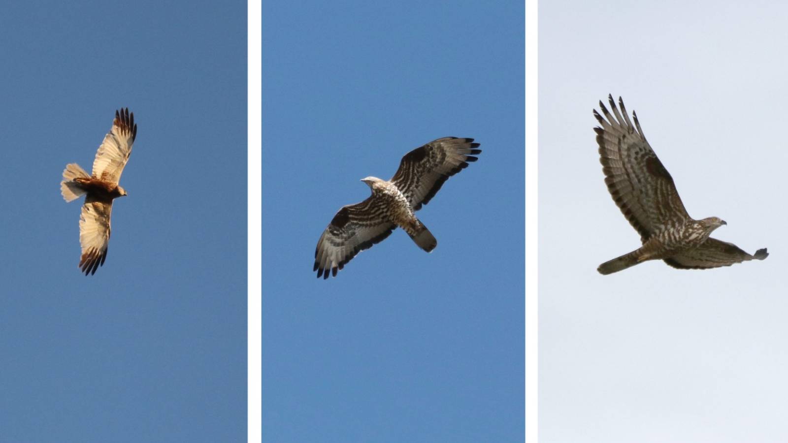A spectacle in the skies! Majestic migratory birds captured flying ...