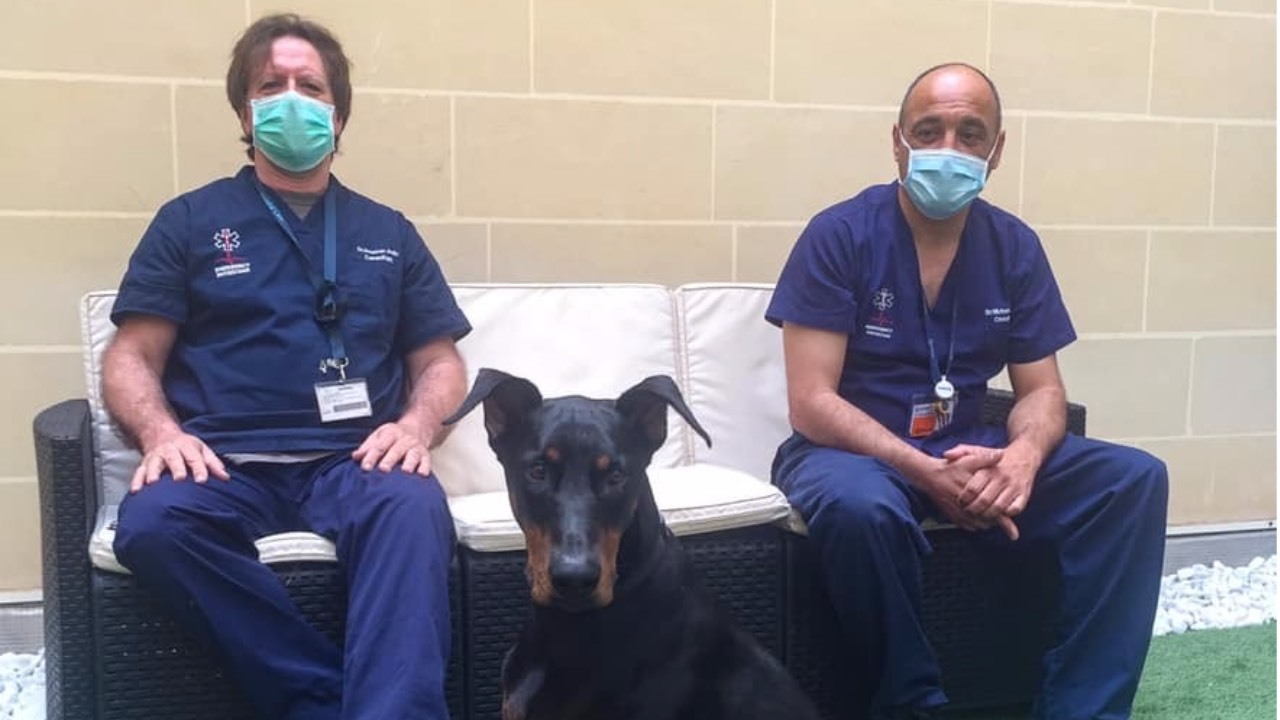 Emergency Department workers (& their doggo) ask you to stay home - or ...