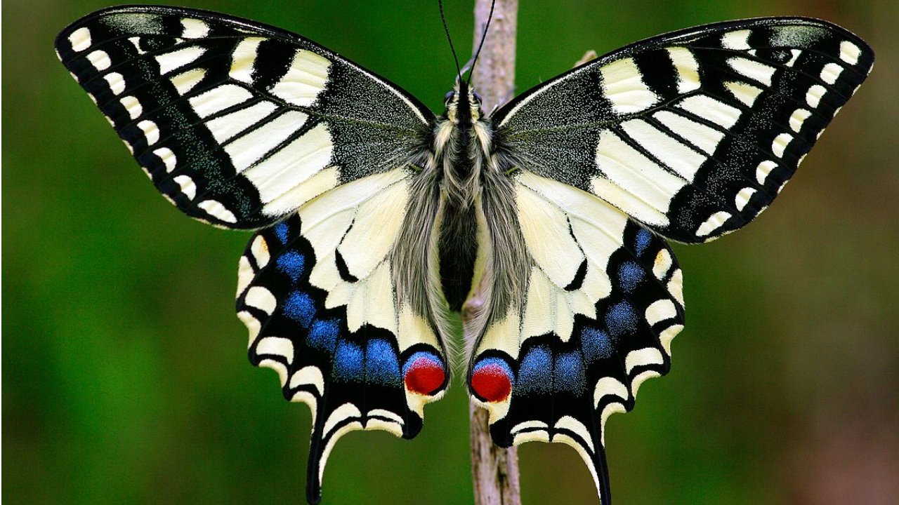 Even more beautiful butterflies! Spot these 20 stunners dancing on air ...