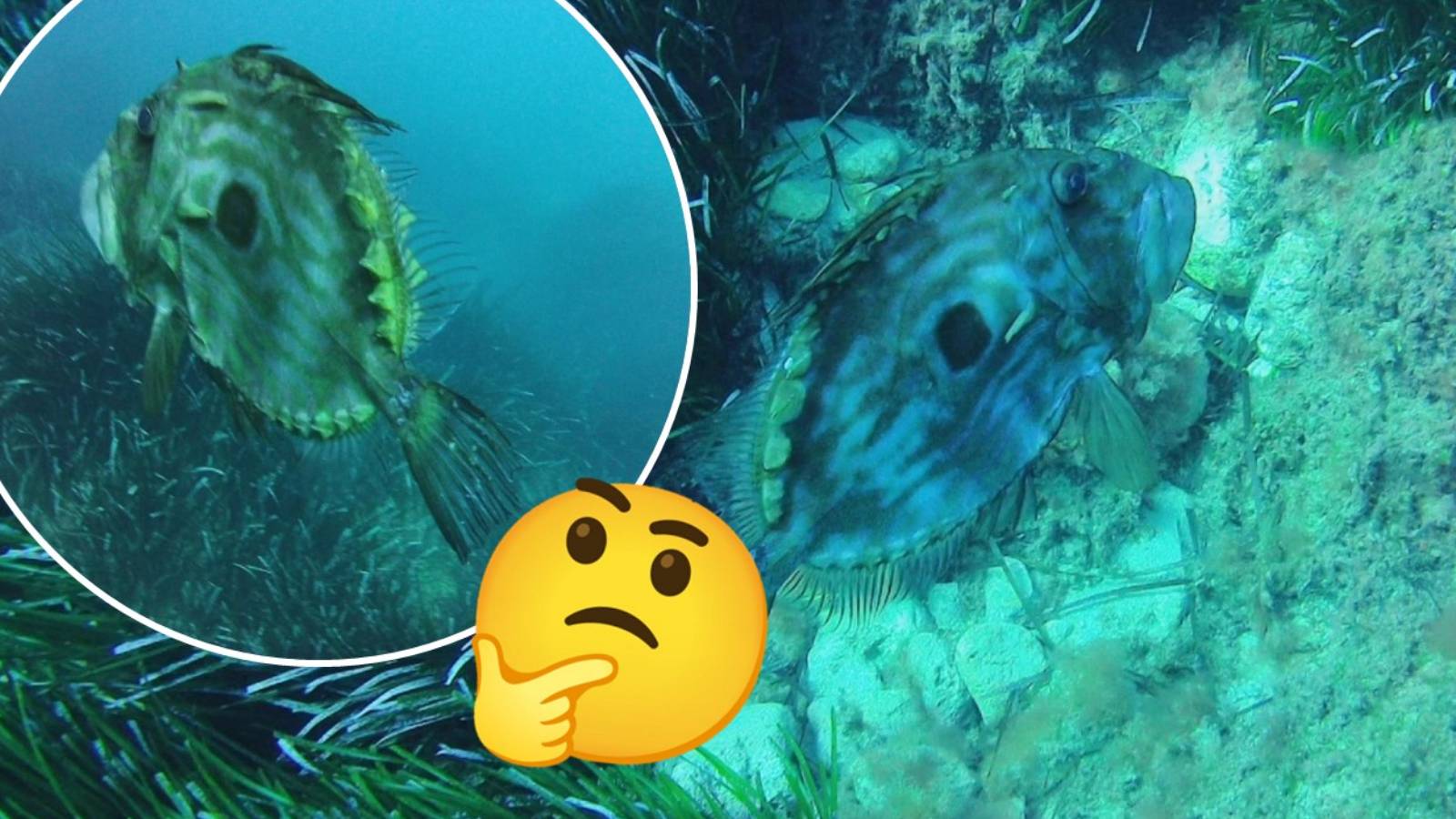 Holy catch! Meet the fish linked to St Peter, spotted in Maltese waters