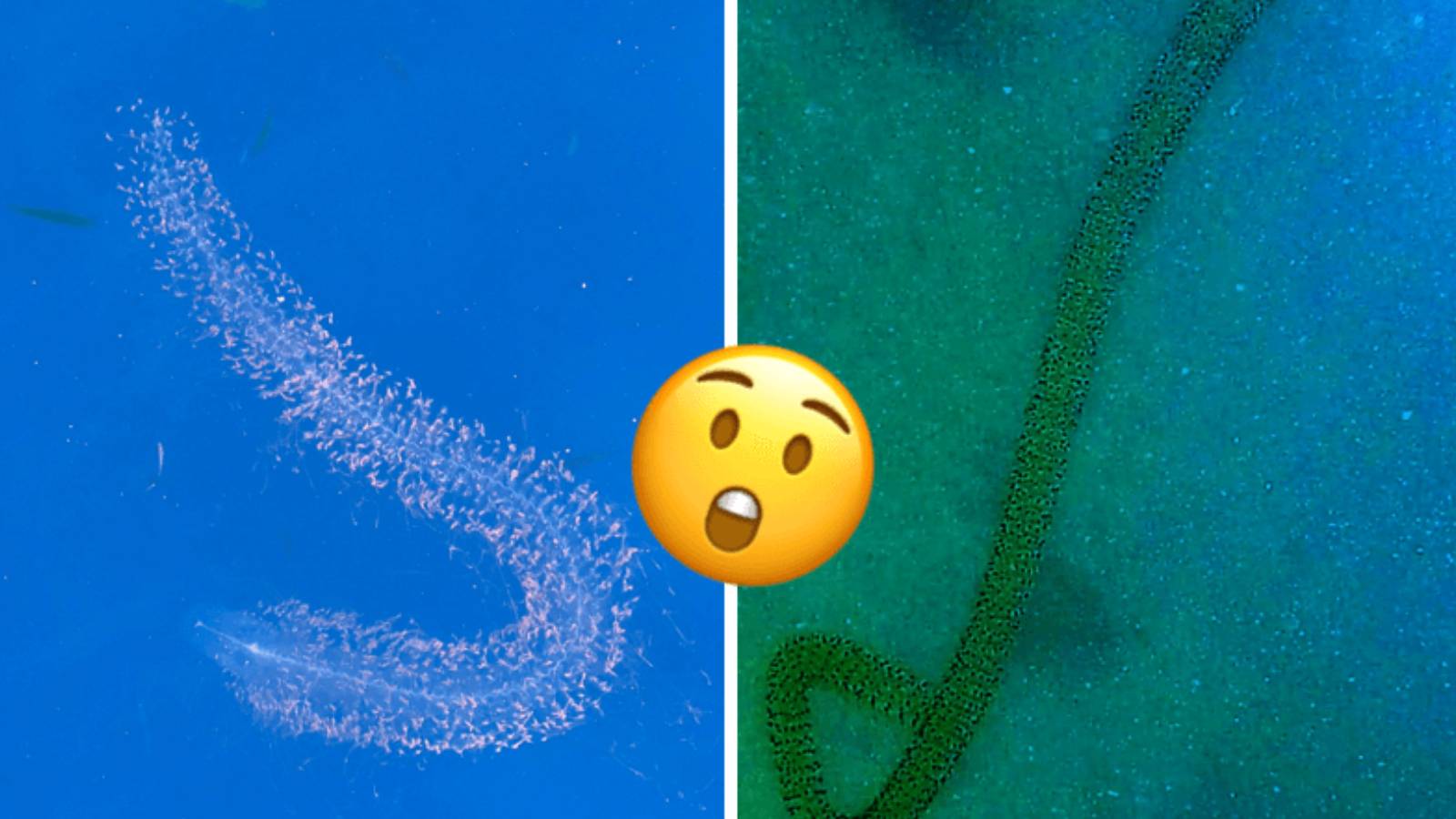 Be aware of the frightful ‘stinging snake’ jellyfish that is currently ...
