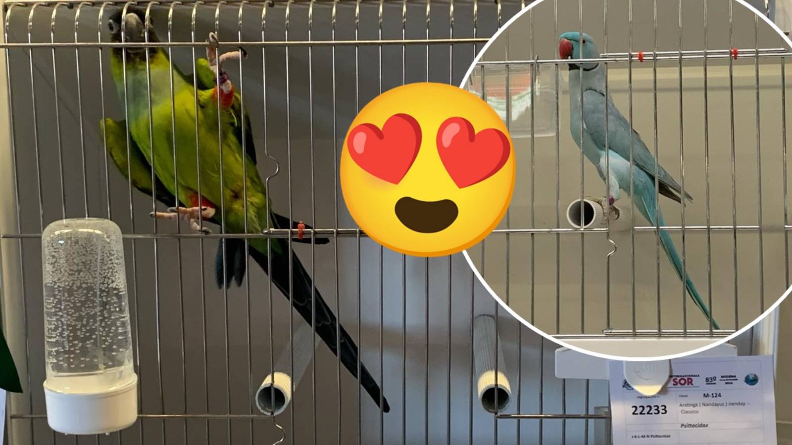 Excellent! Gozitan wins one silver and three gold medals at 83rd ...