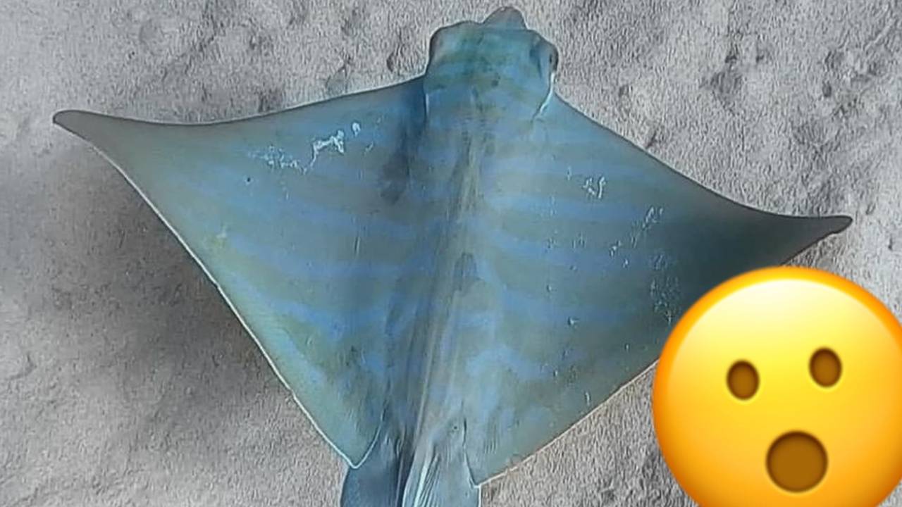 Beautiful or scary? Rare & endangered bull ray spotted in Maltese waters